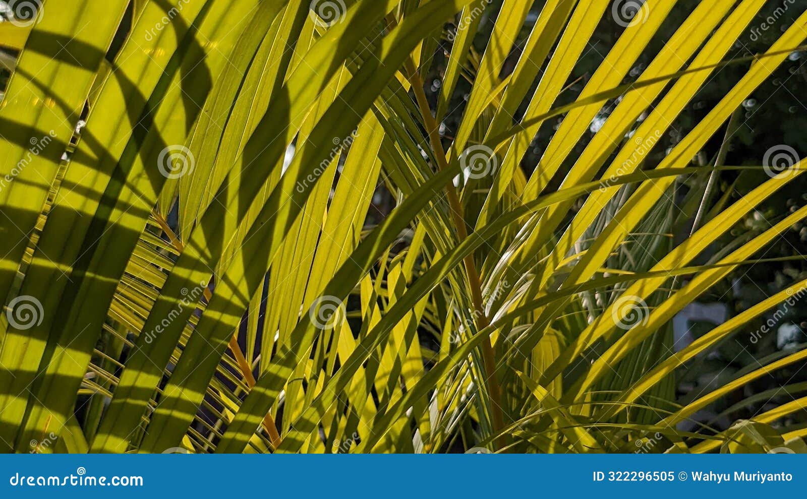 Areca Palm Tree Leaves with Shadow Stock Image - Image of modern ...