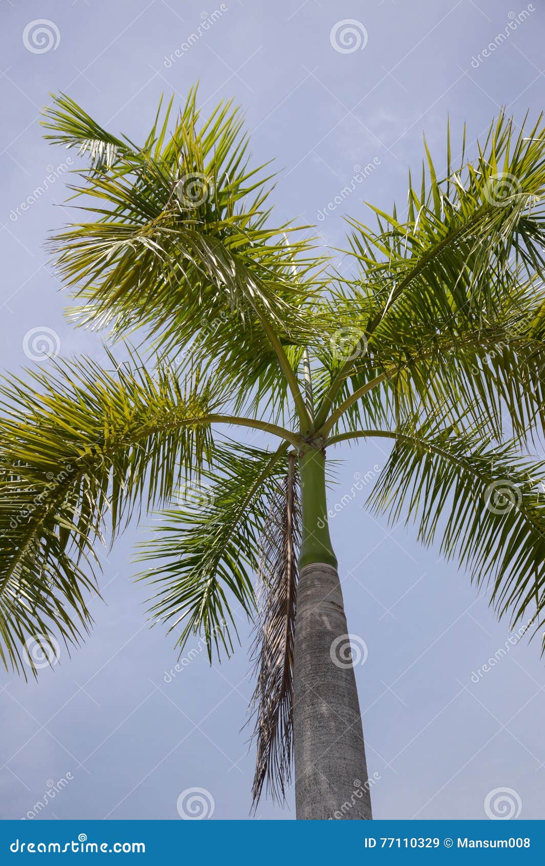 Areca palm tree stock image. Image of areca, fresh, close - 77110329