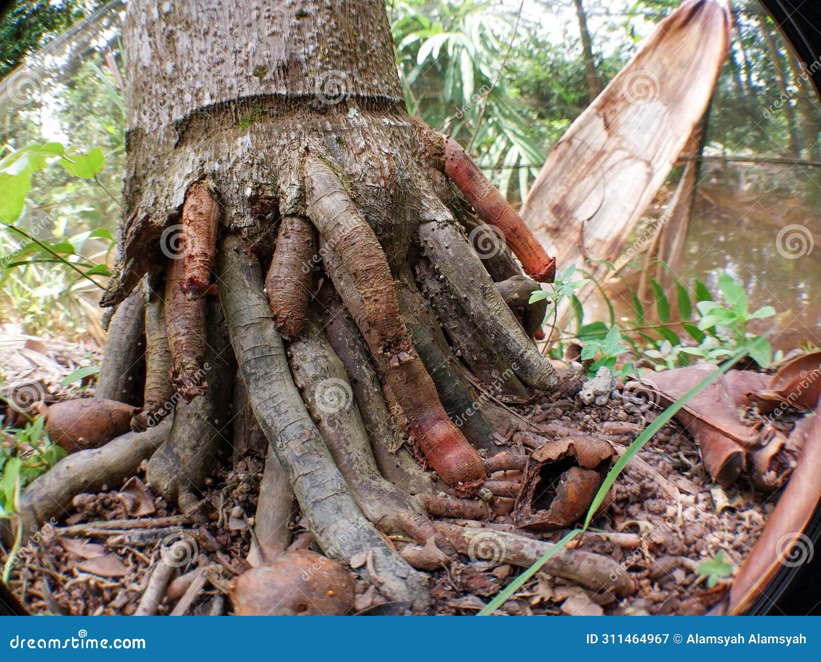 Areca Palm Tree Roots Sticking Out of the Ground Stock Image - Image of ...