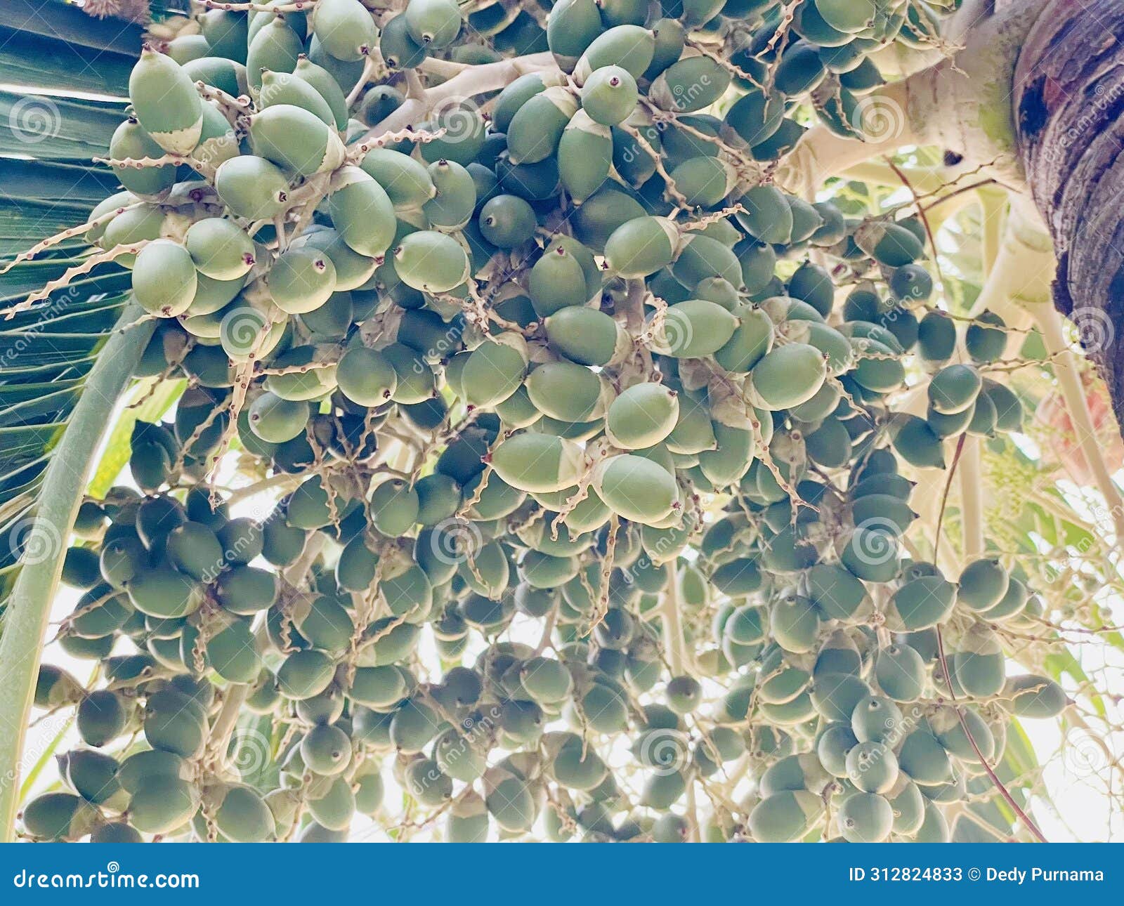 Areca palm trees stock image. Image of gardening, agriculture - 312824833