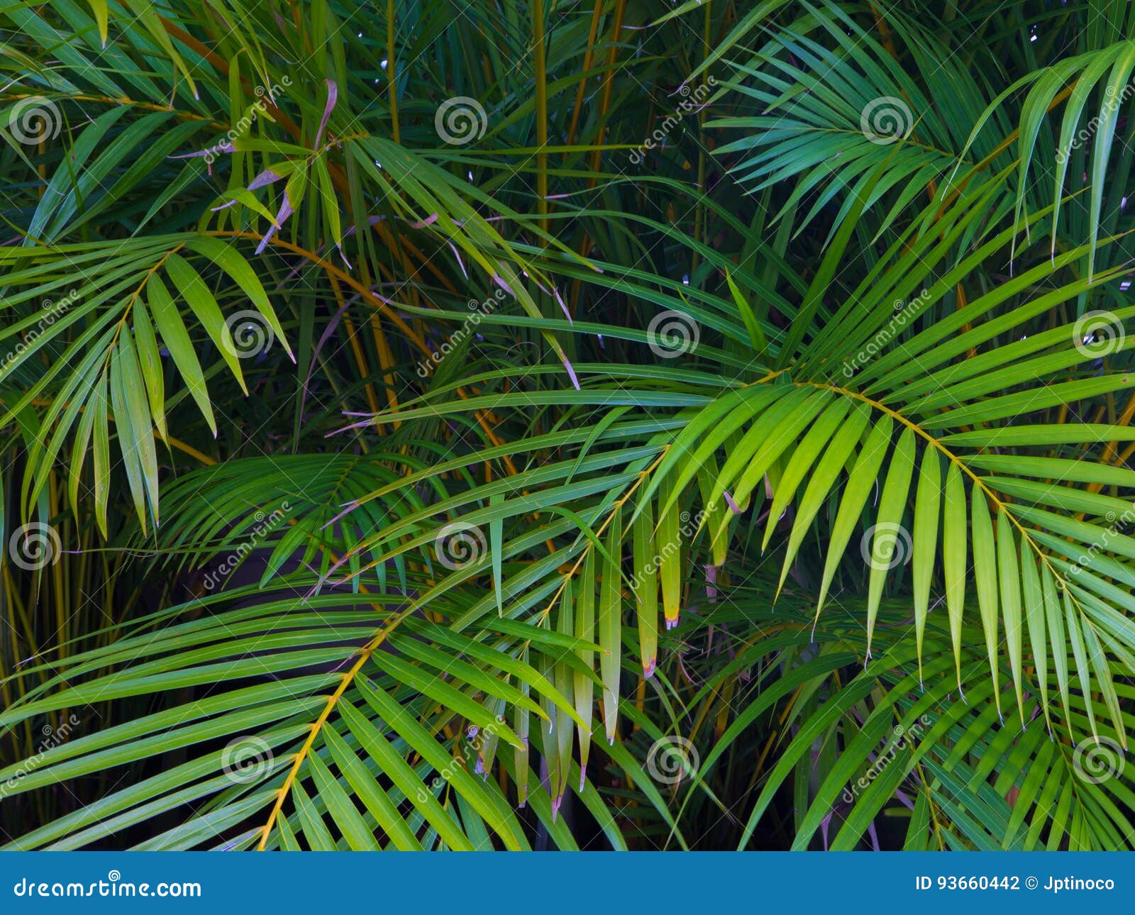Areca plants foliage stock photo. Image of background - 93660442
