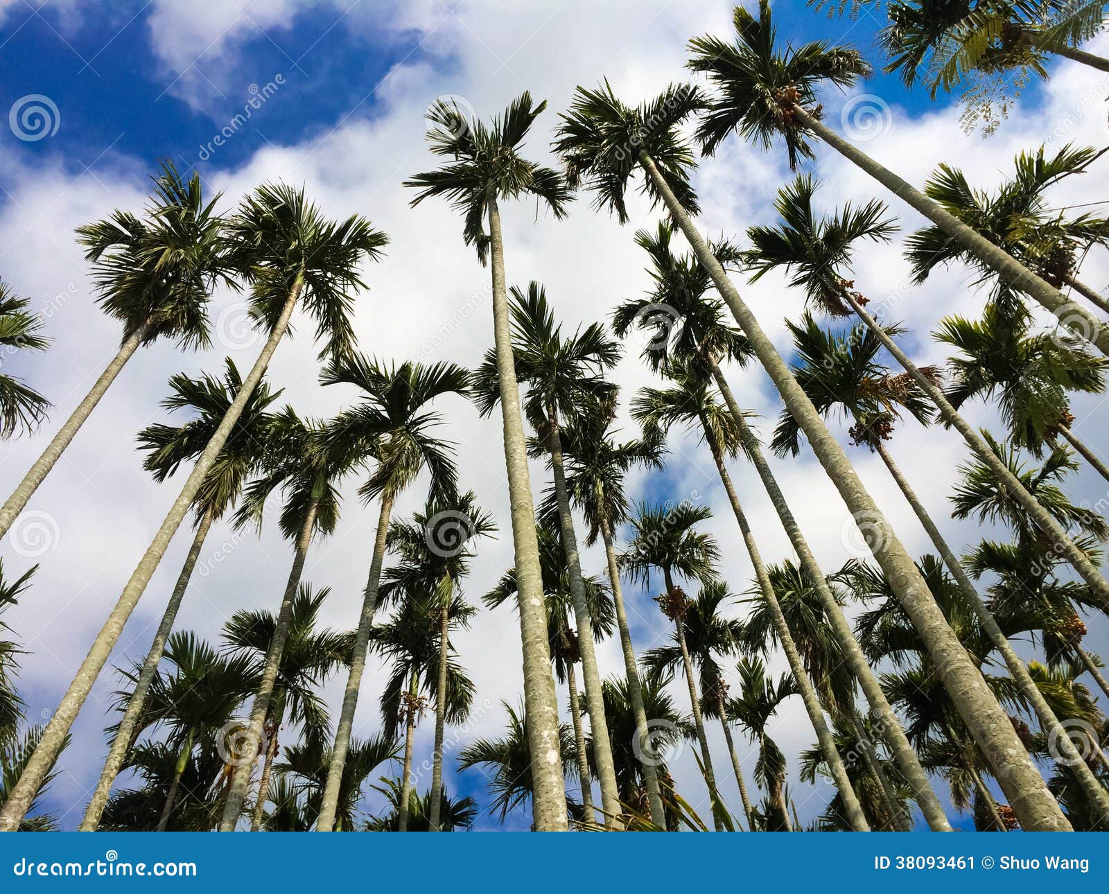 Areca tree stock image. Image of destinations, landscape - 38093461