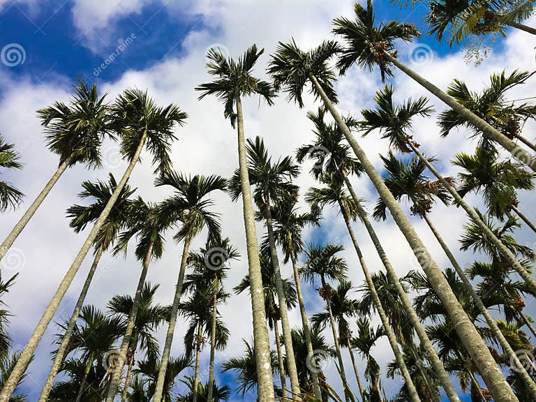 Areca tree stock image. Image of destinations, landscape - 38093461