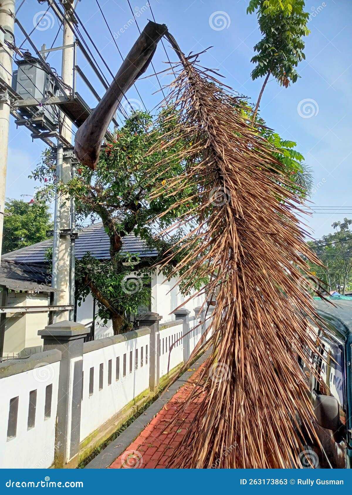 Areca Tree Branches Stuck in Power Lines Stock Image - Image of branch ...