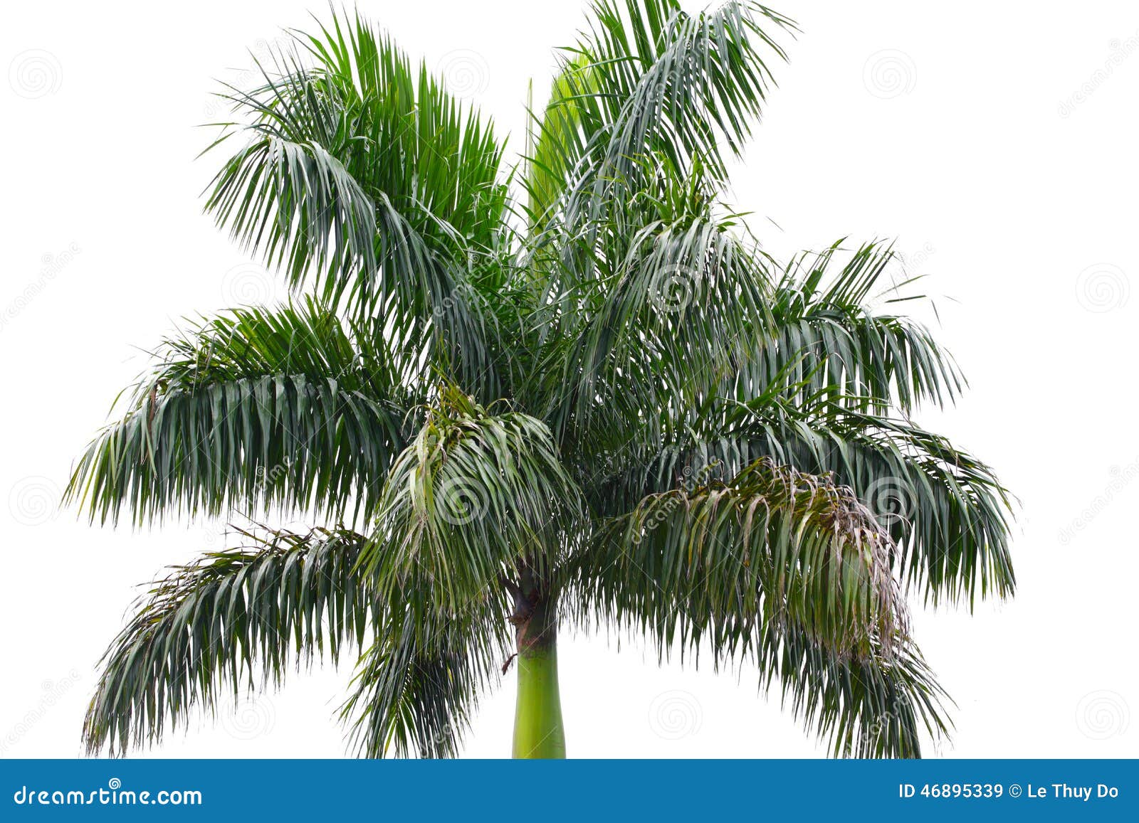Areca tree stock image. Image of botany, background, areca - 46895339