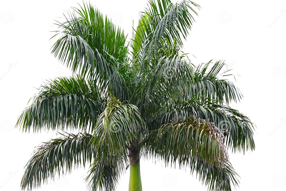 Areca tree stock image. Image of botany, background, areca - 46895339