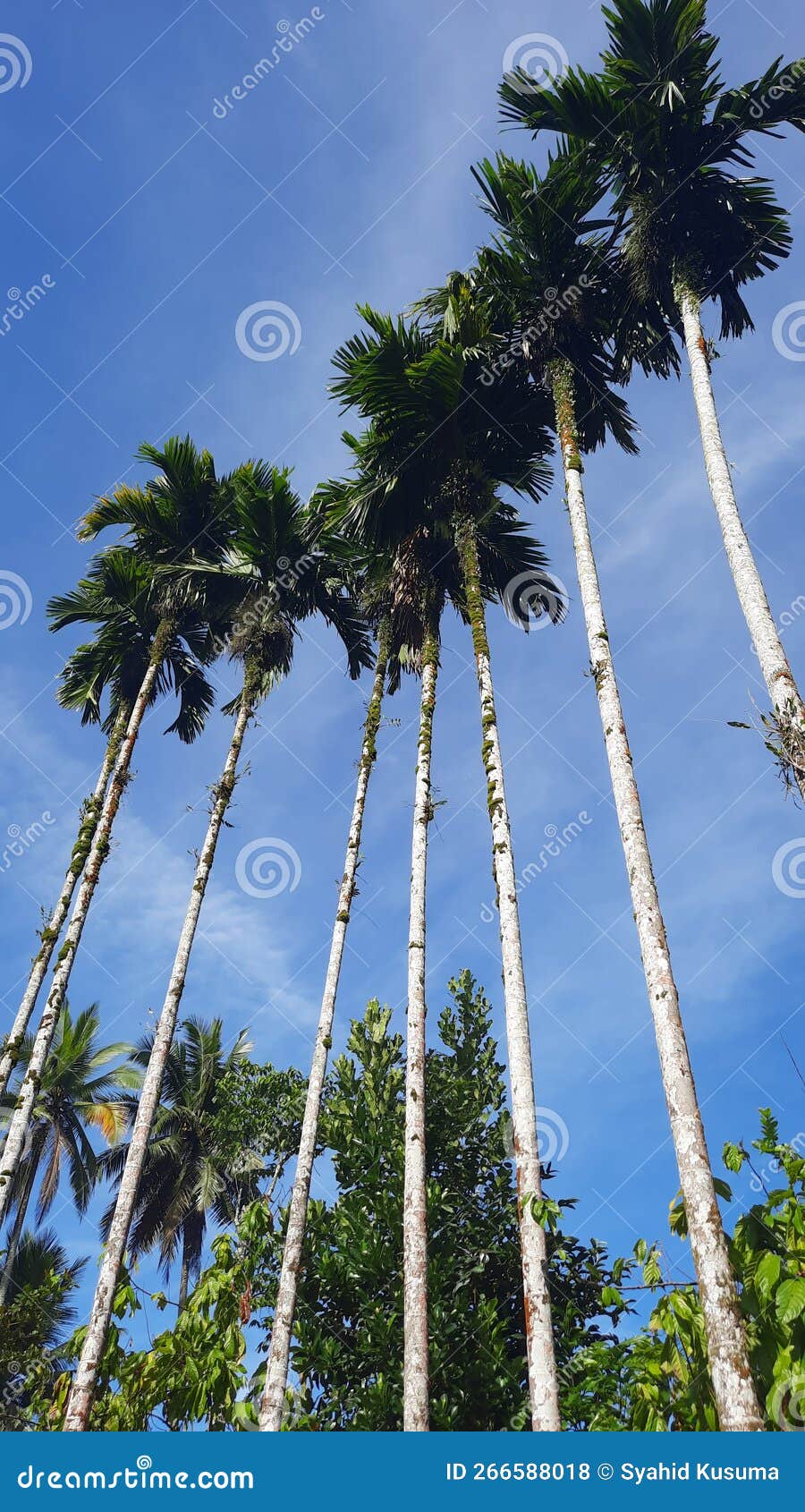 The Areca Tree Is Photographed From Below With Sunlight Royalty-Free ...
