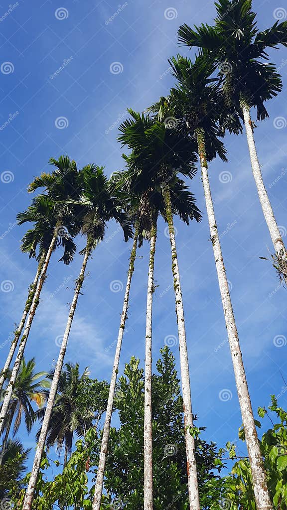 Areca Tree in Indonesia stock photo. Image of areca - 266588018