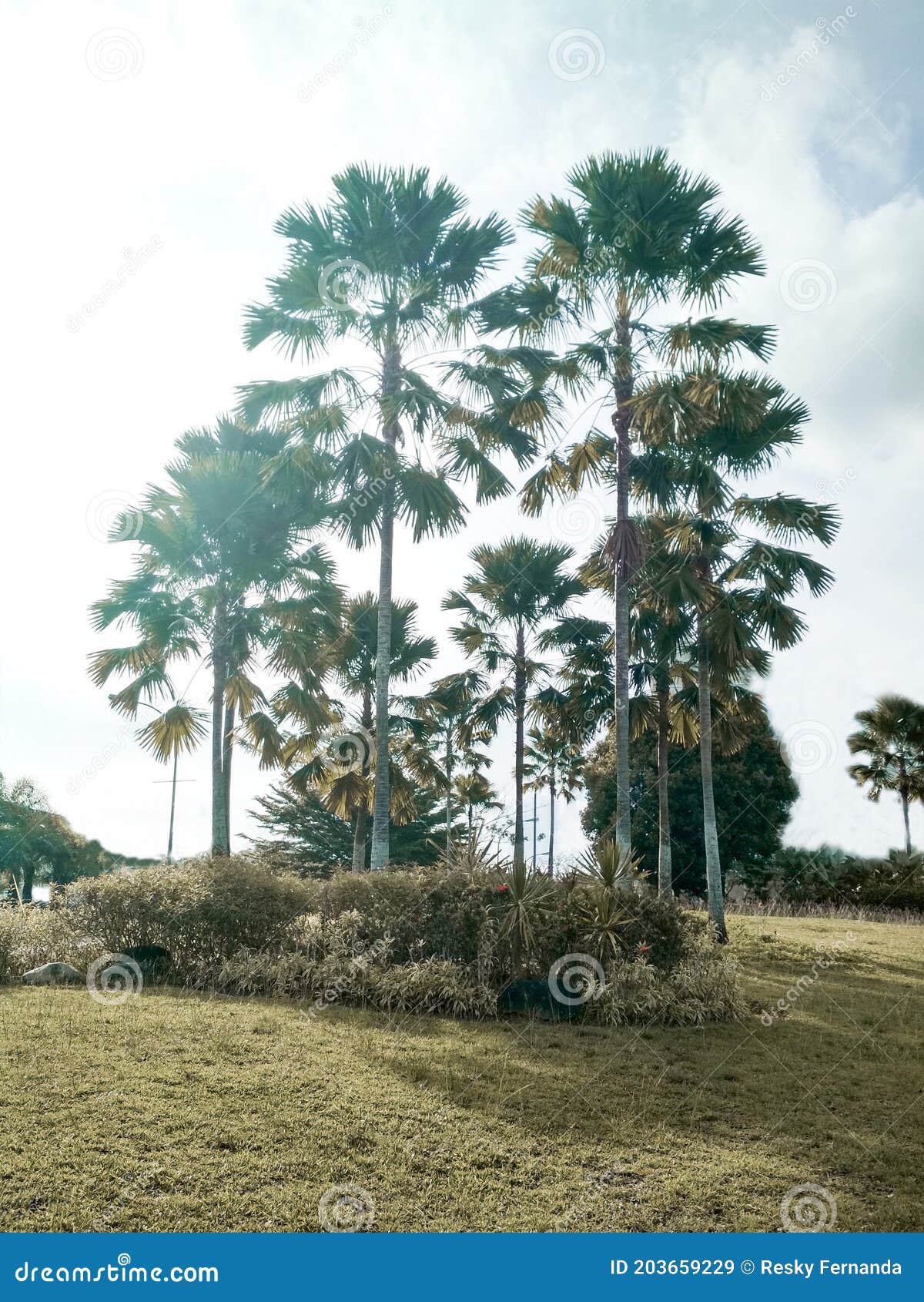 Areca tree in the morning stock image. Image of branch - 203659229