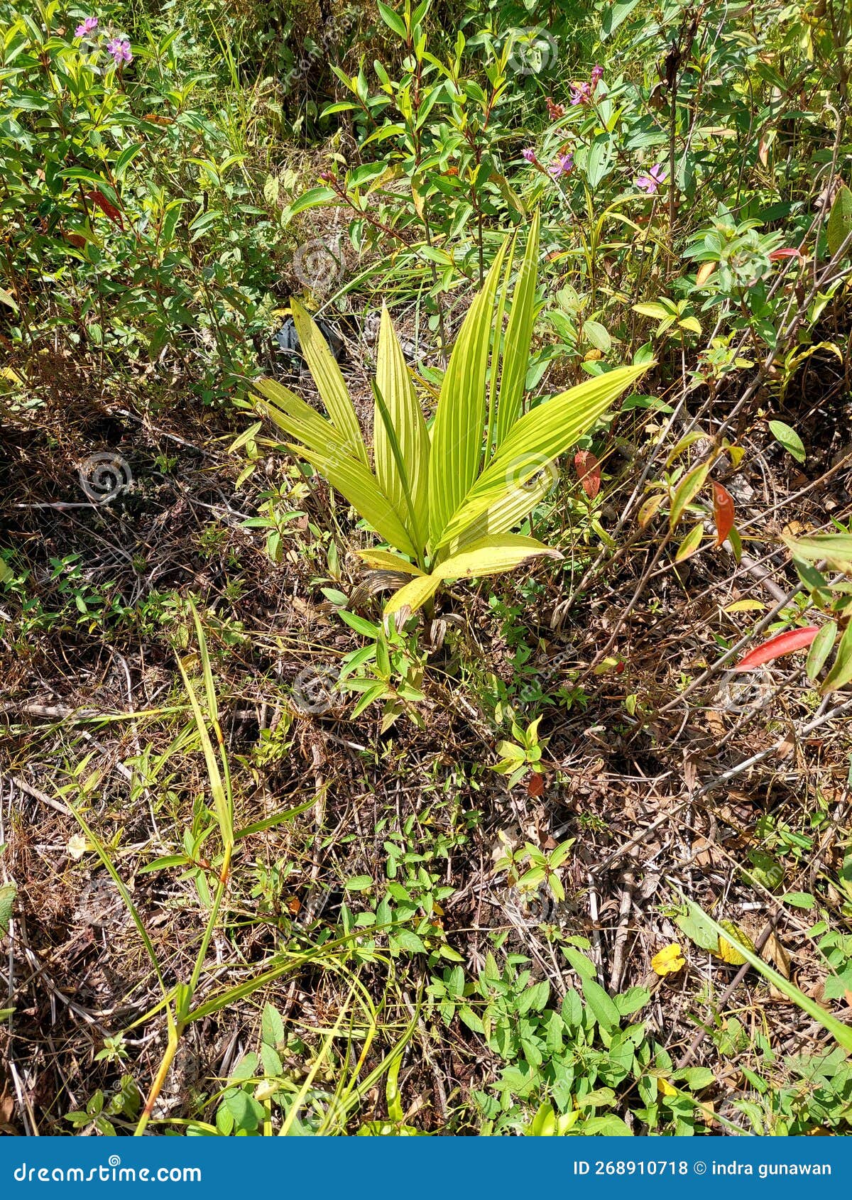 Areca Tree Seedlings in the Kualu Pineapple Garden, Kampar Regency ...