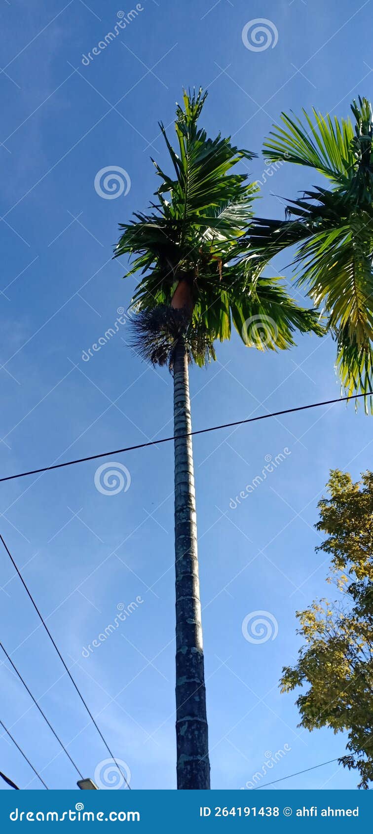 The Areca Tree Is Photographed From Below With Sunlight Royalty-Free ...