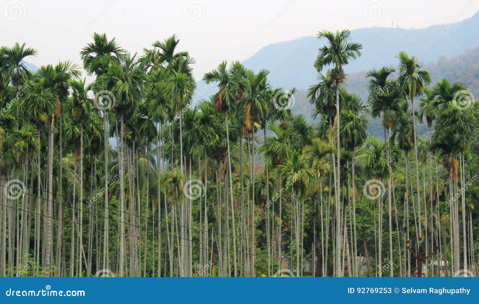 Areca trees stock image. Image of abstract, nature, outdoor - 92769253