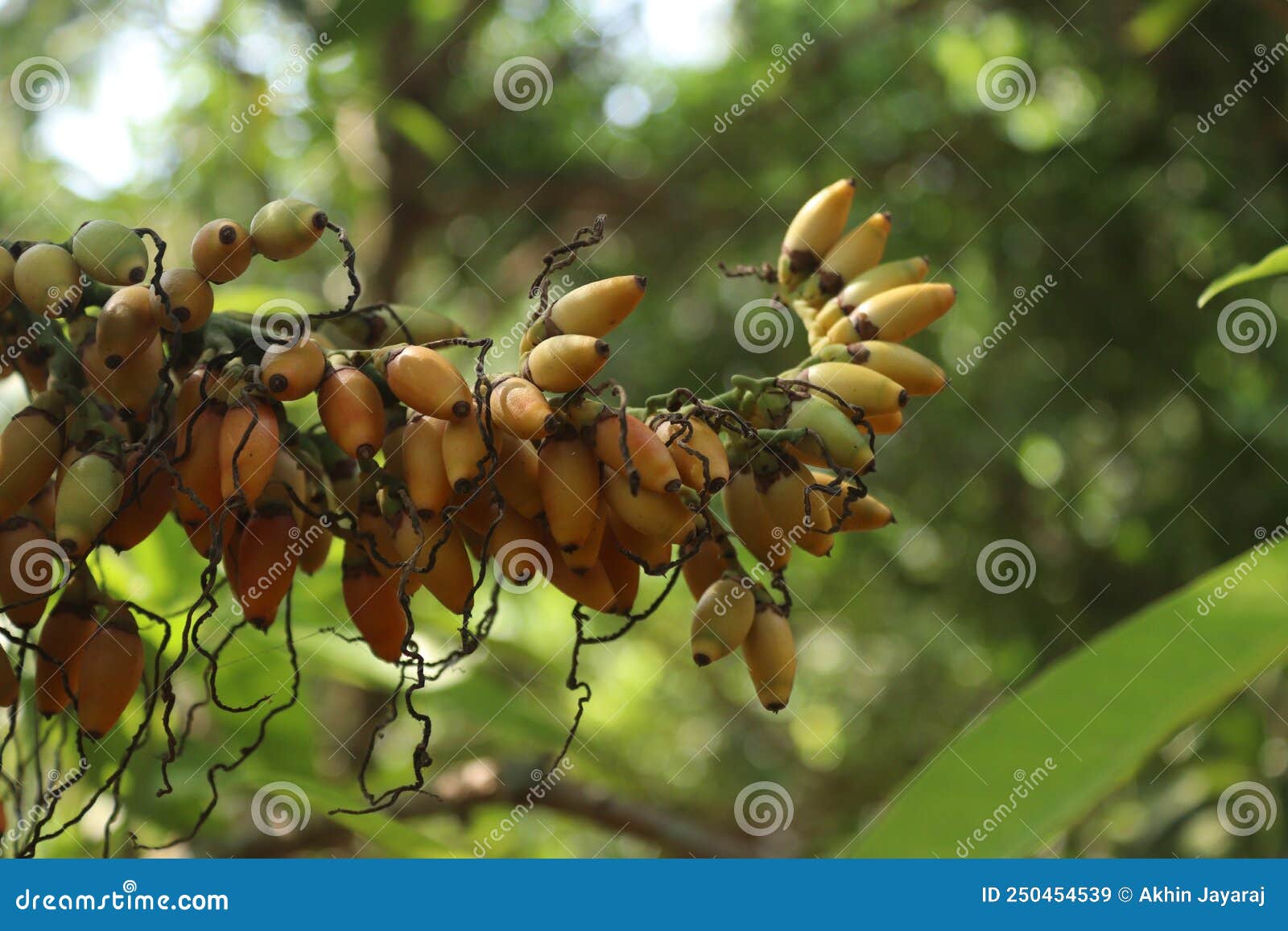 Arecanut Also Called As Adakka Stock Image - Image of seed, chewing ...