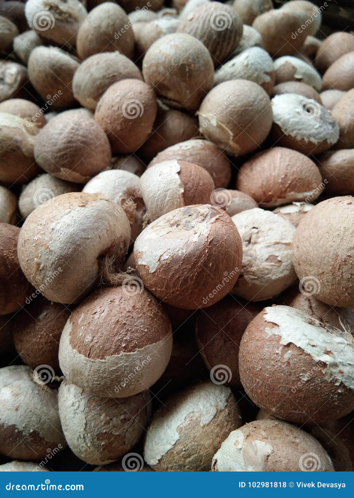 Arecanut stock photo. Image of indian, areca, long, adike - 102981818