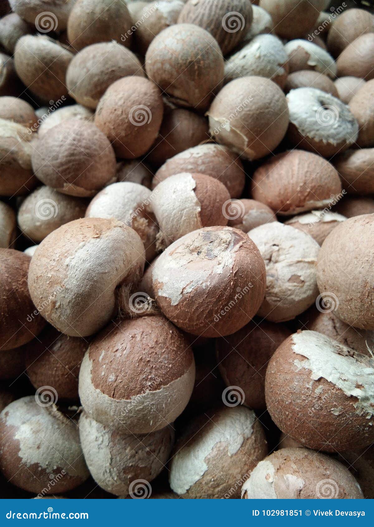 Arecanut stock image. Image of areca, item, asia, eating - 102981851