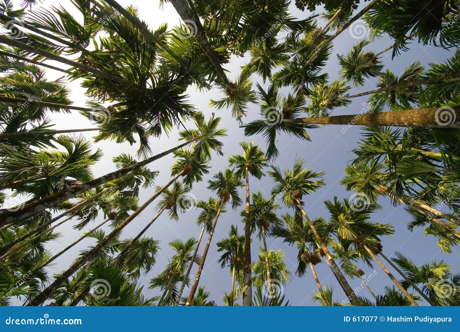 Arecanut Palms Superwide Vertical Stock Image - Image of wide, angle ...