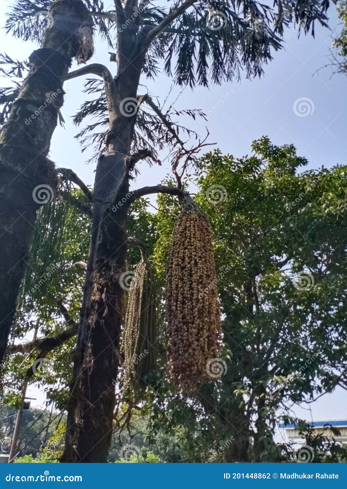 Arecanut Tall and Beautiful Trees Stock Photo - Image of tall, height ...