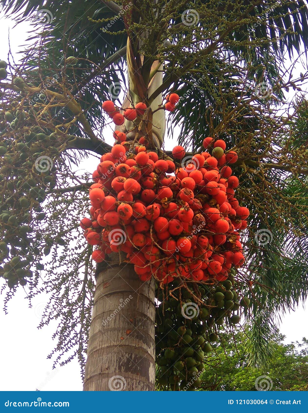 Arecanut.Arecanut Tree.Areca Palm Stock Photo - Image of tree, leaf ...