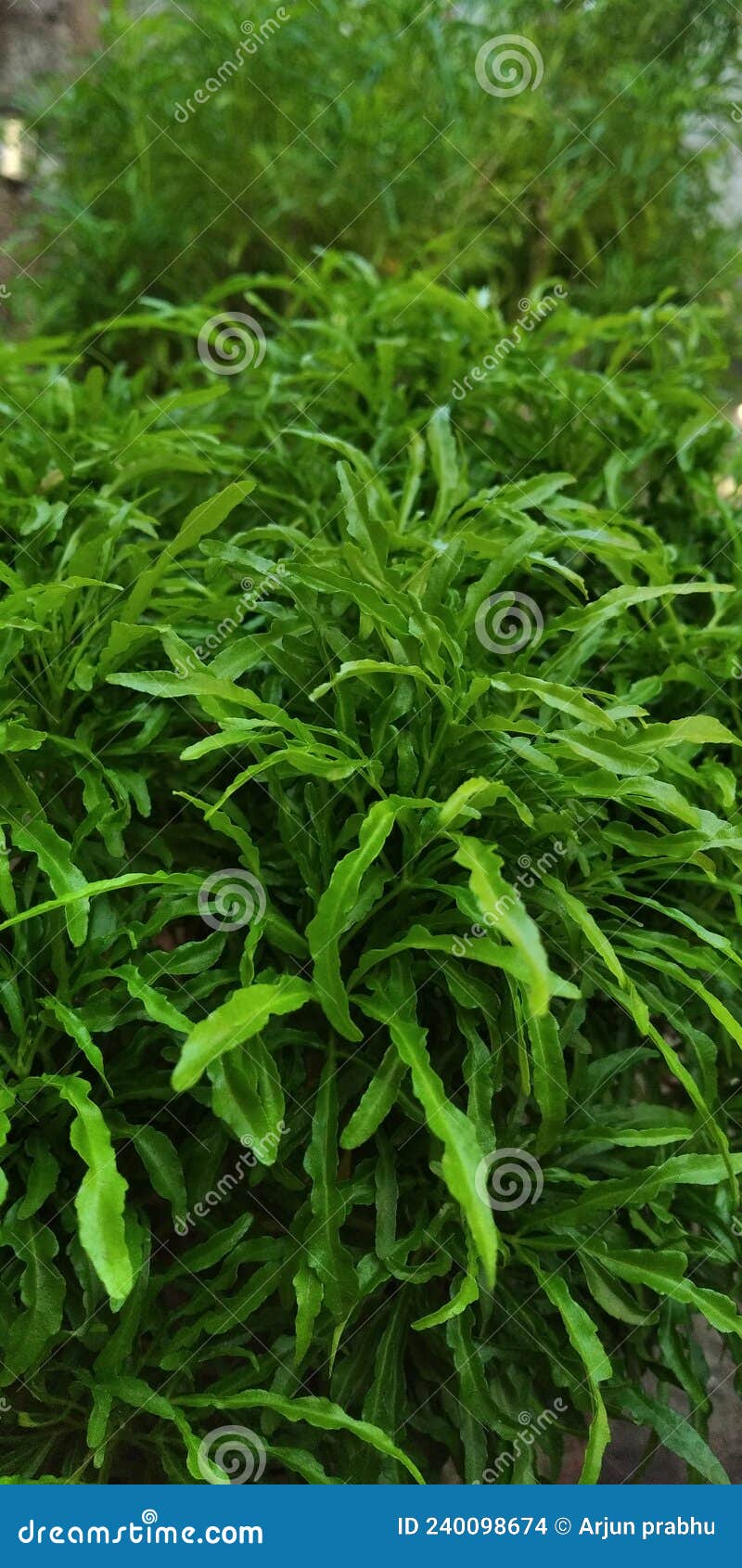 Arelia plant stock image stock photo. Image of plant - 240098674