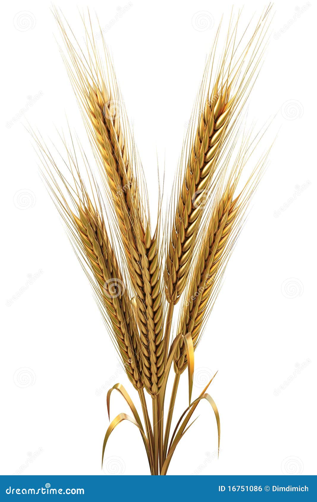 Aren stock illustratie. Illustration of horizontaal, blad - 16751086