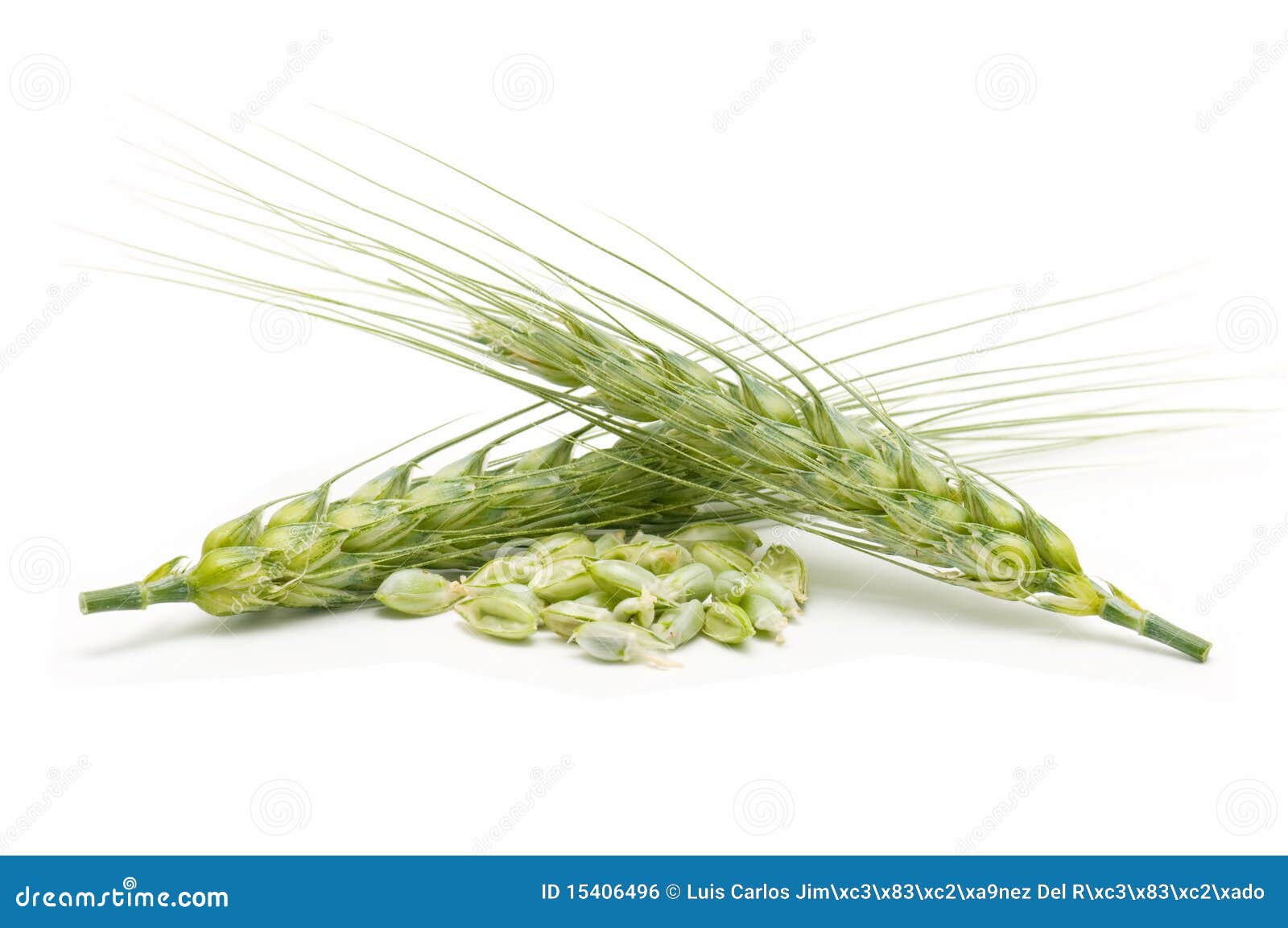 Aren en korrels van tarwe stock foto. Image of lente - 15406496