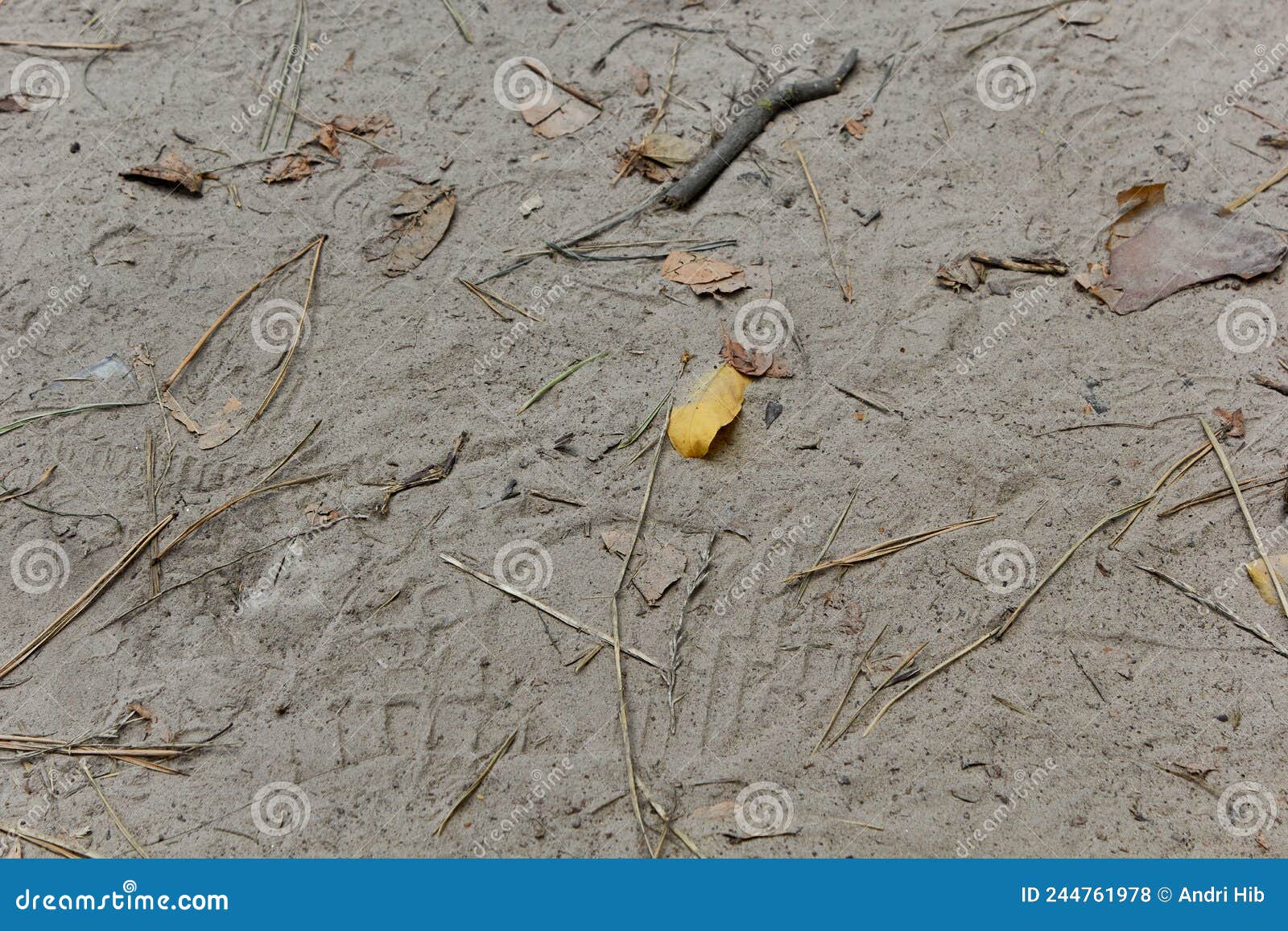 Arena Forestal Con Hojas Ramas Secas Y Hierba Seca. Foto de archivo ...