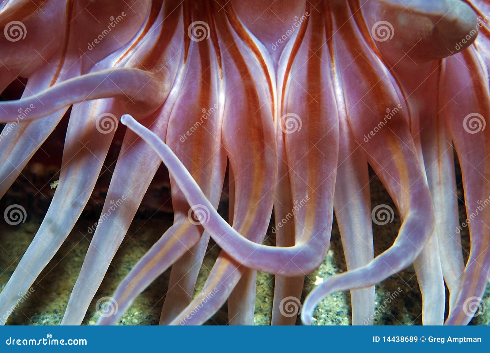 Arena Rose Anmone imagen de archivo. Imagen de arena - 14438689