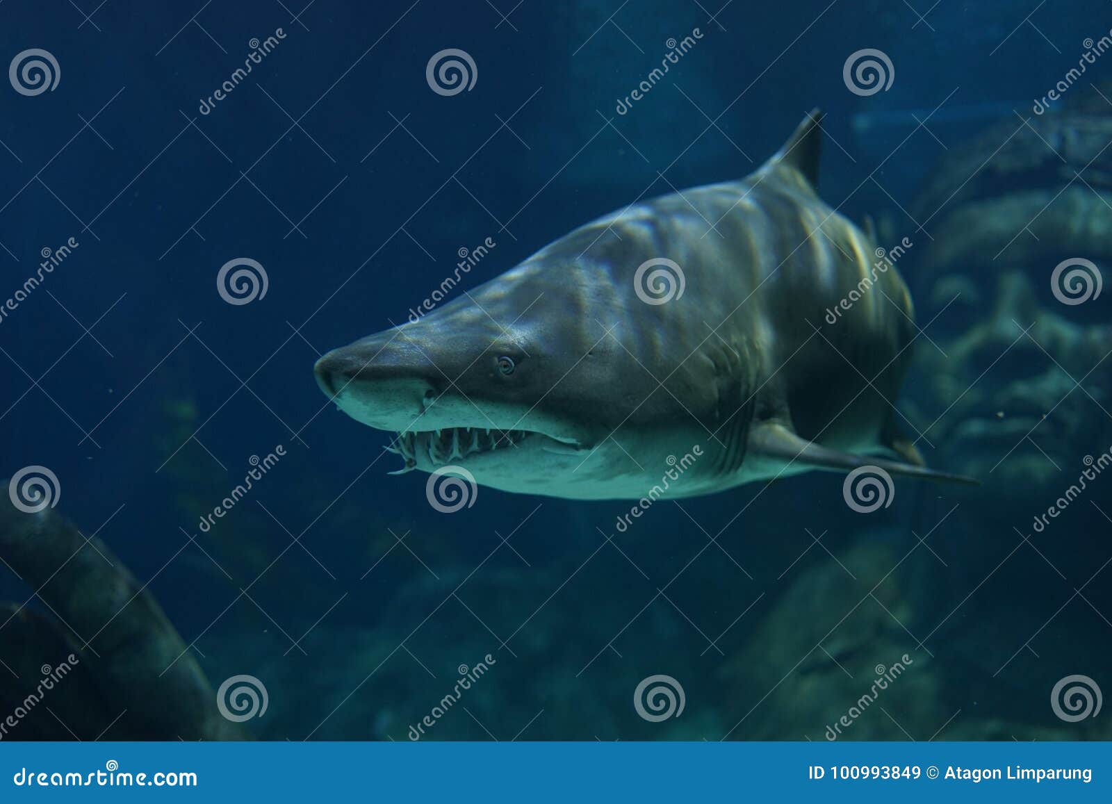 Arena Tiger Shark imagen de archivo. Imagen de ataque - 100993849