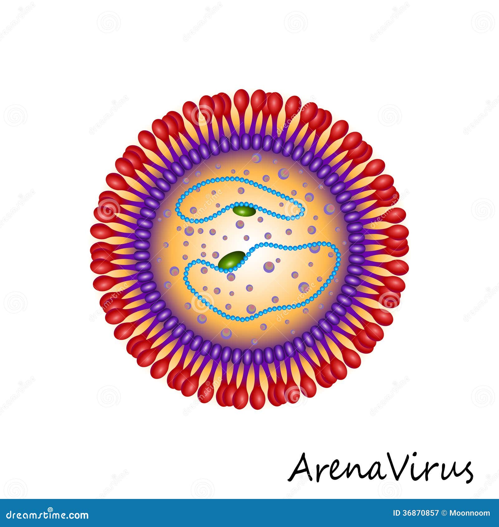 Arena Virus Particle Structure Stock Illustration - Illustration of ...