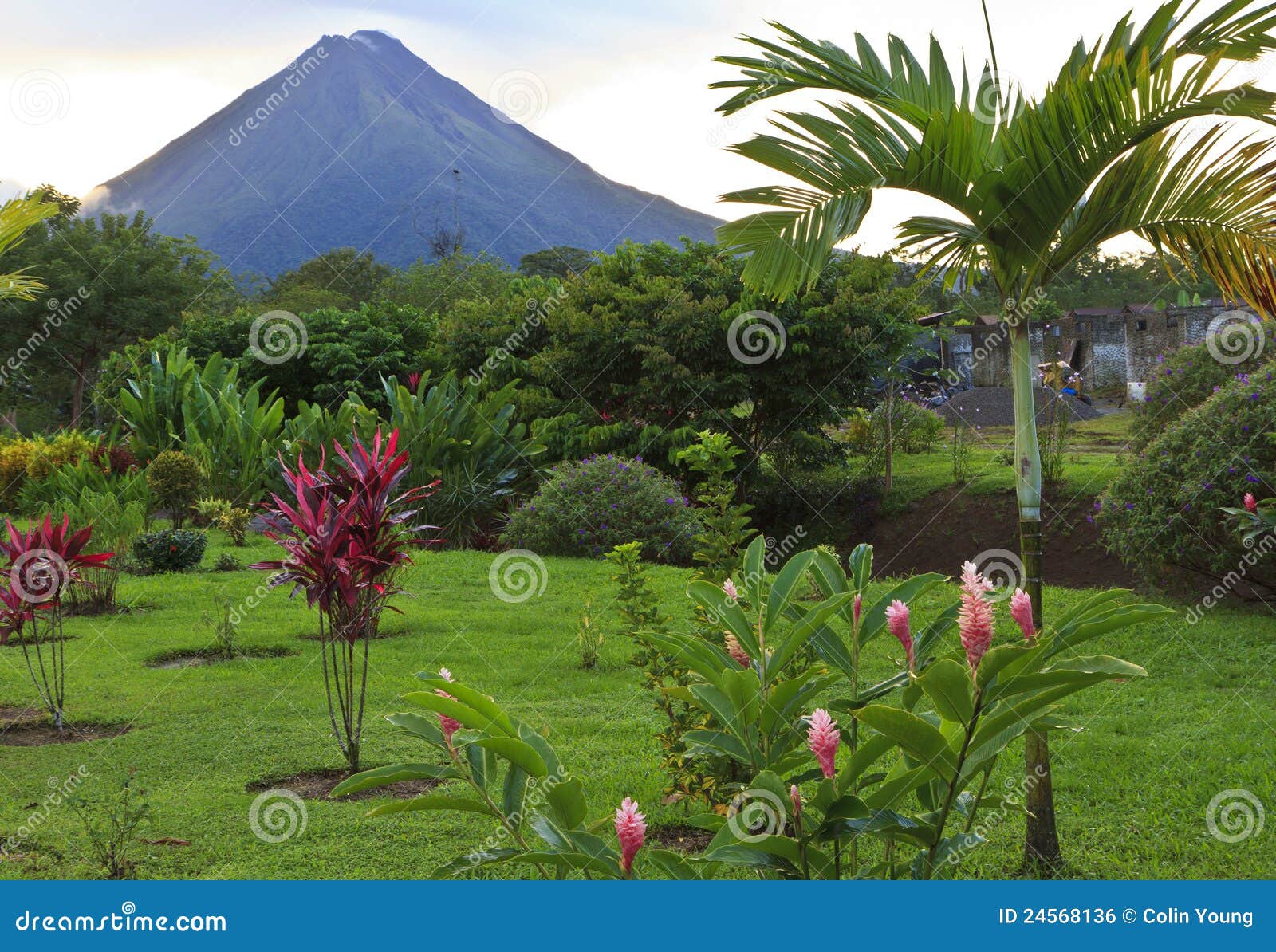 Arenal Volcano and Palm Tree Stock Photo - Image of trees, grass: 24568136