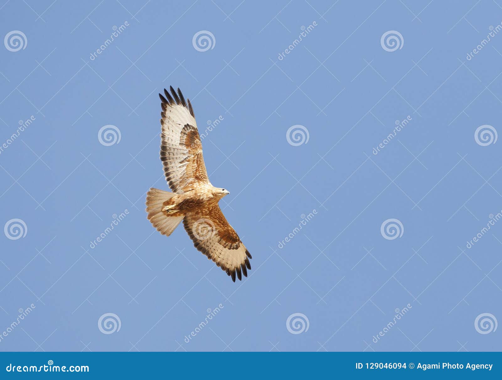 Arendbuizerd, Long-legged Buzzard, Buteo Rufinus Stock Photo - Image of ...
