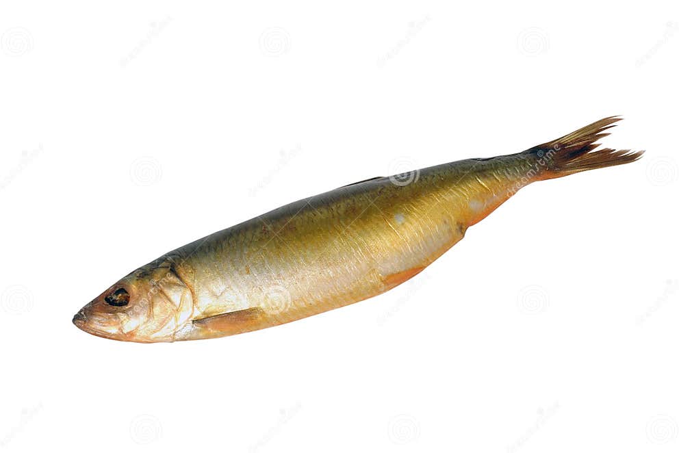 Arenque ahumado imagen de archivo. Imagen de almuerzo - 8289379