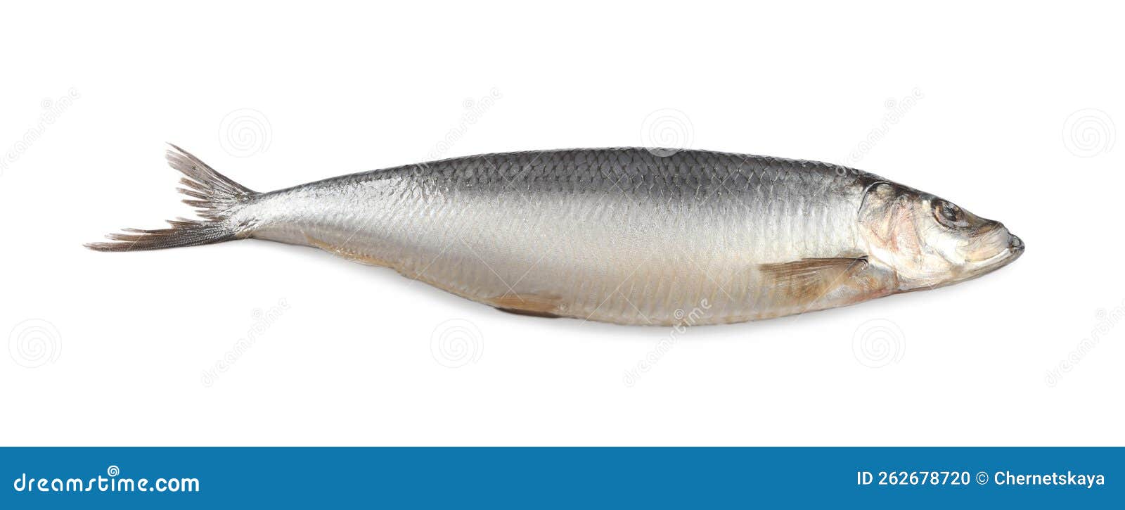 Arenque Salado Completo Aislado En Blanco Foto de archivo - Imagen de ...