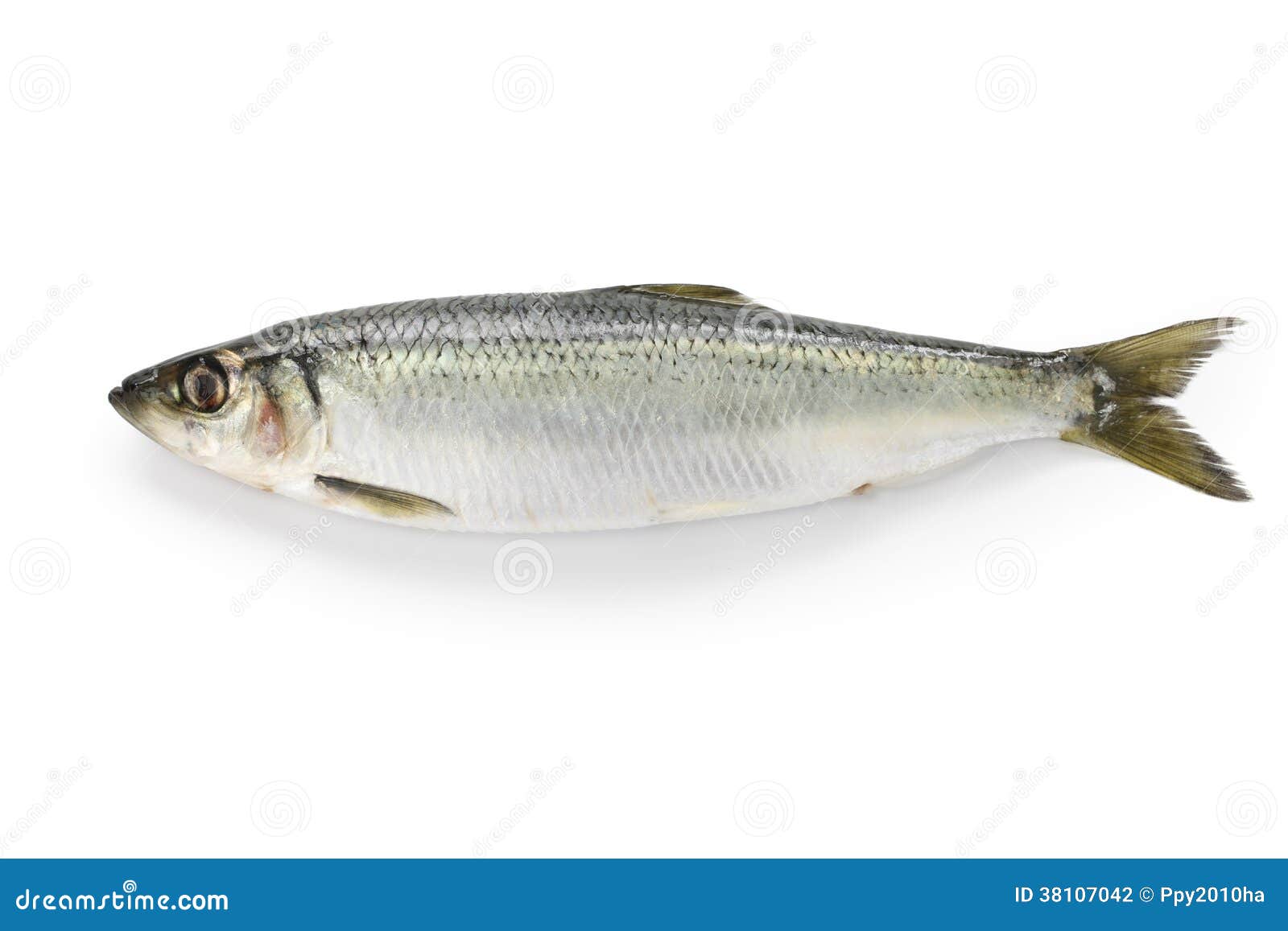 Arenques foto de stock. Imagem de branco, frescor, isolado - 38107042