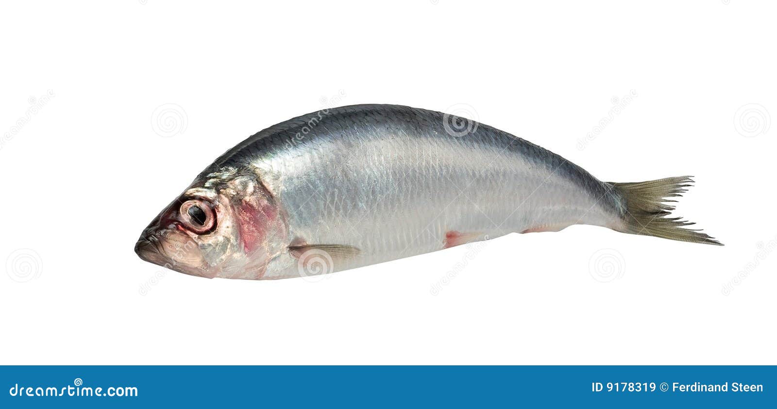 Arenques imagen de archivo. Imagen de omega, mariscos - 9178319