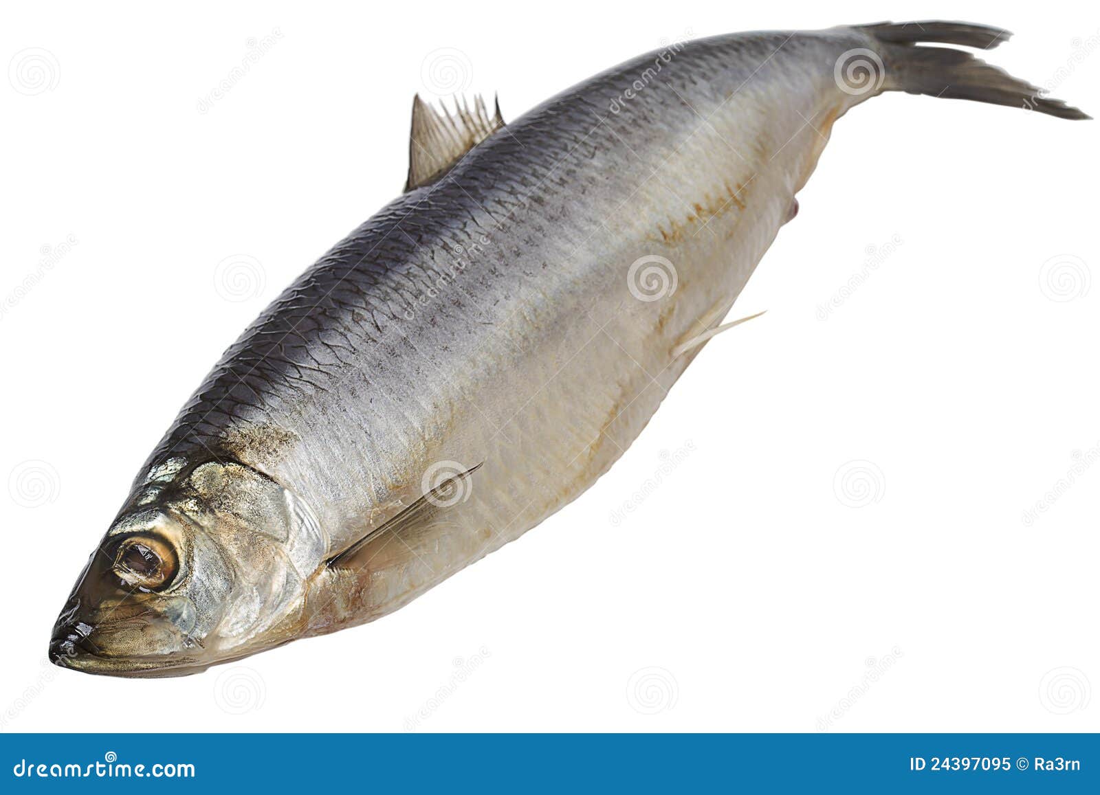 Arenques Atlánticos En Blanco Imagen de archivo - Imagen de preparado ...