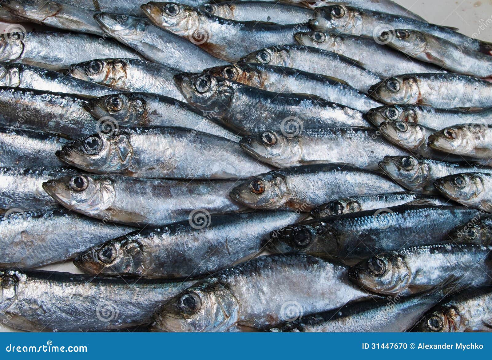 Arenques frescos foto de archivo. Imagen de horizontal - 31447670