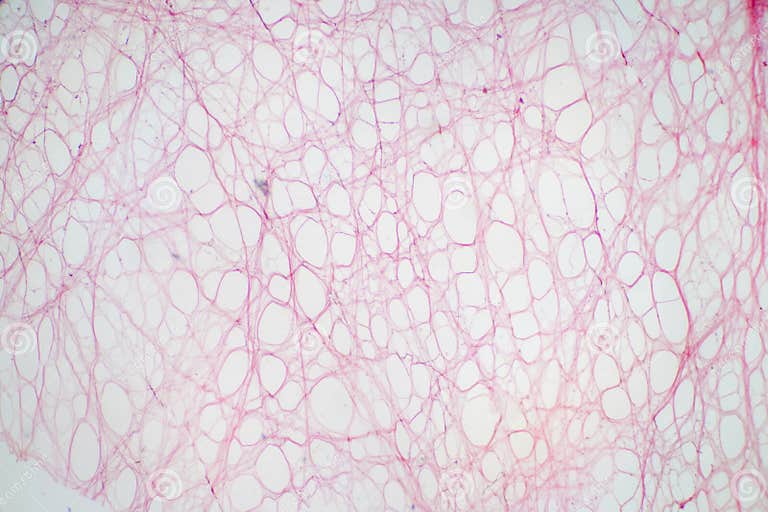 Areolar Connective Tissue Under the Microscope View. Stock Image ...