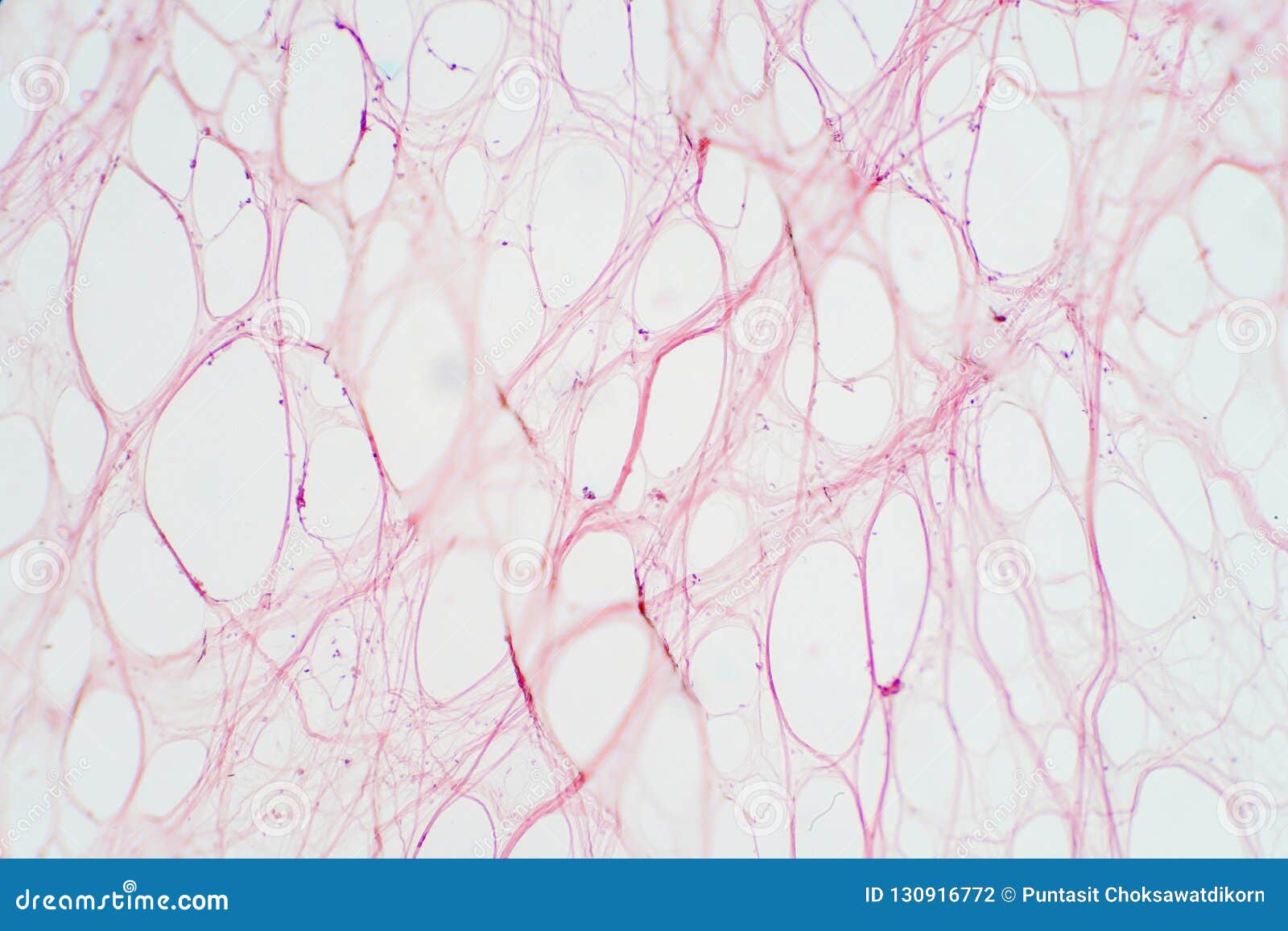 Areolar Connective Tissue Under the Microscope View. Stock Photo ...