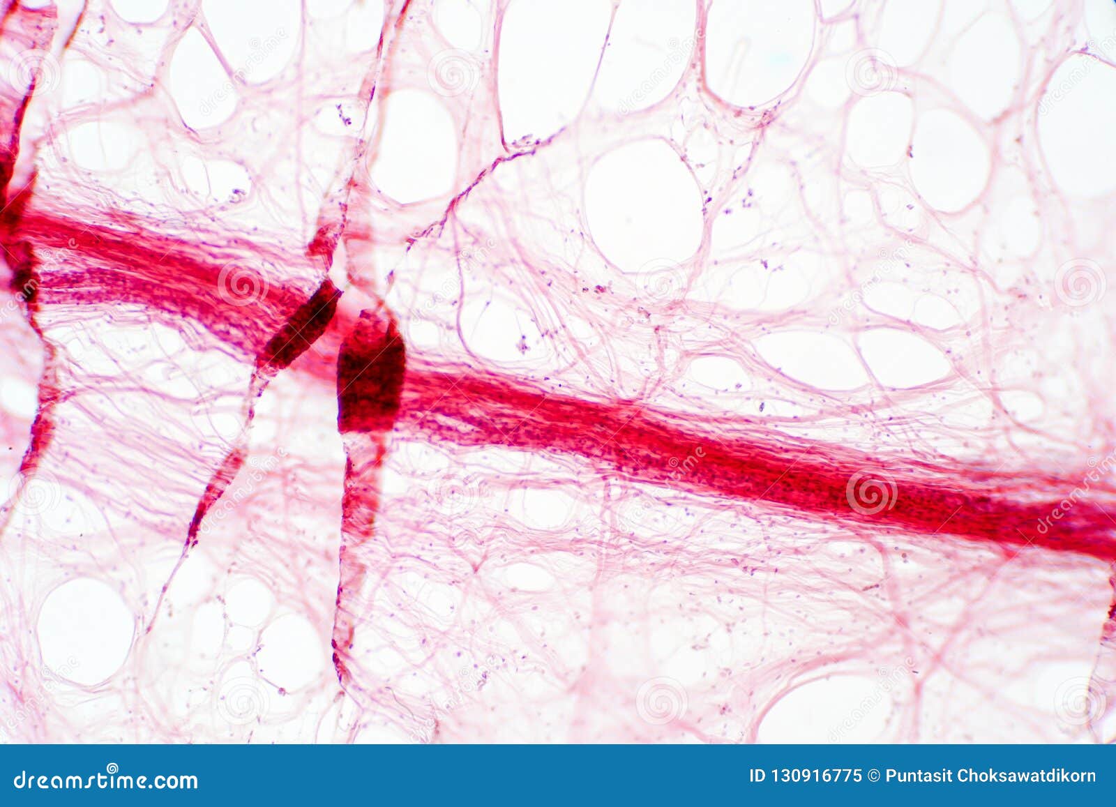 Areolar Connective Tissue Under the Microscope View. Stock Image ...
