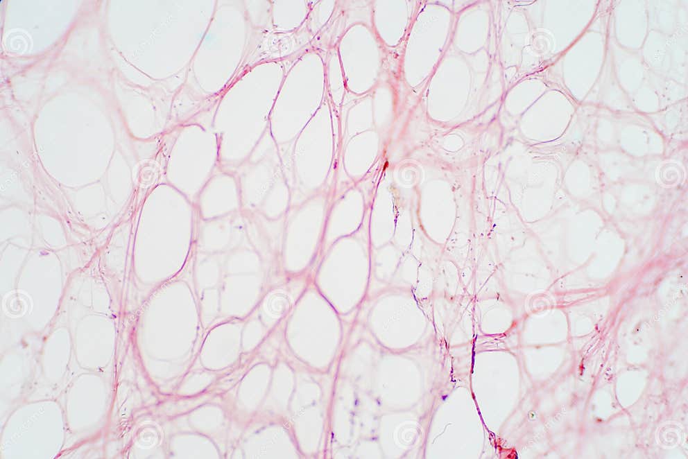 Areolar Connective Tissue Under the Microscope View. Stock Photo ...