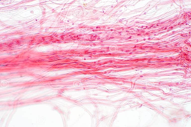 Areolar Connective Tissue Under the Microscope View. Stock Photo ...