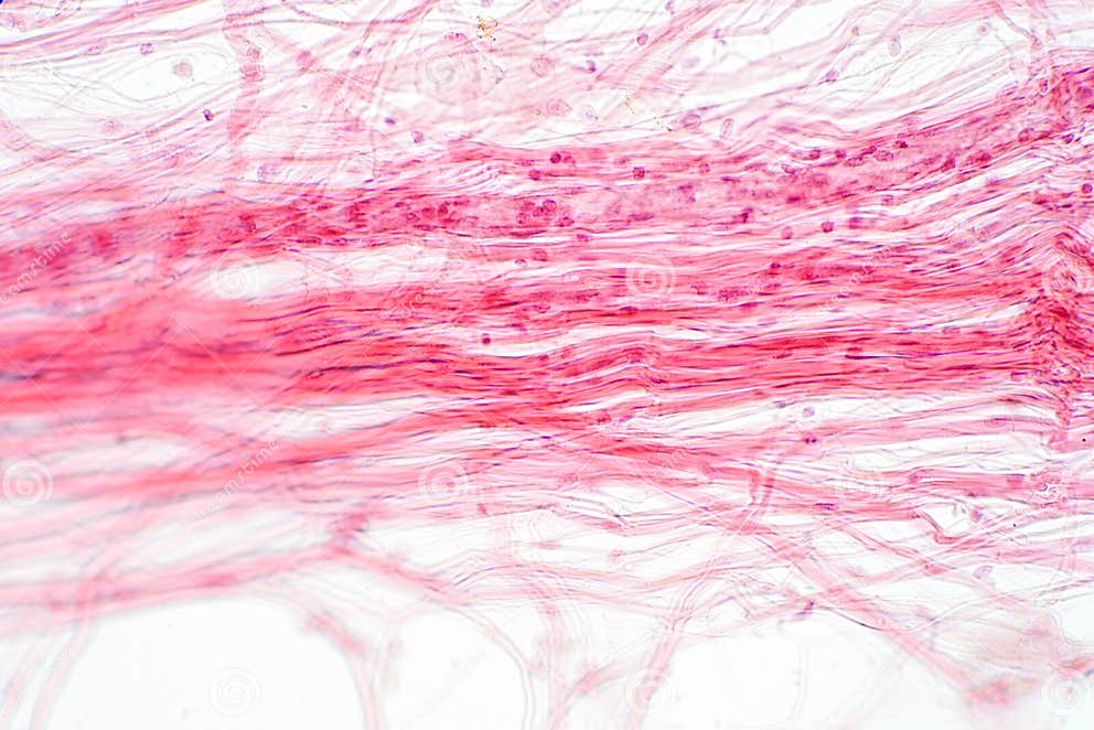 Areolar Connective Tissue Under the Microscope View. Stock Photo ...