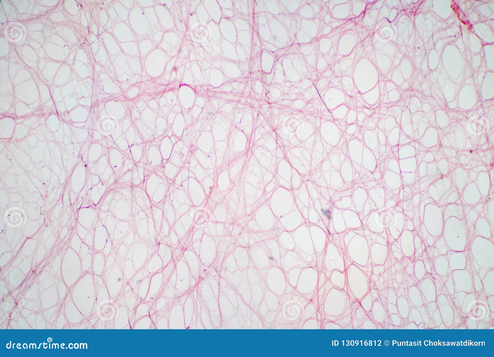Areolar Connective Tissue Under the Microscope View. Stock Photo ...