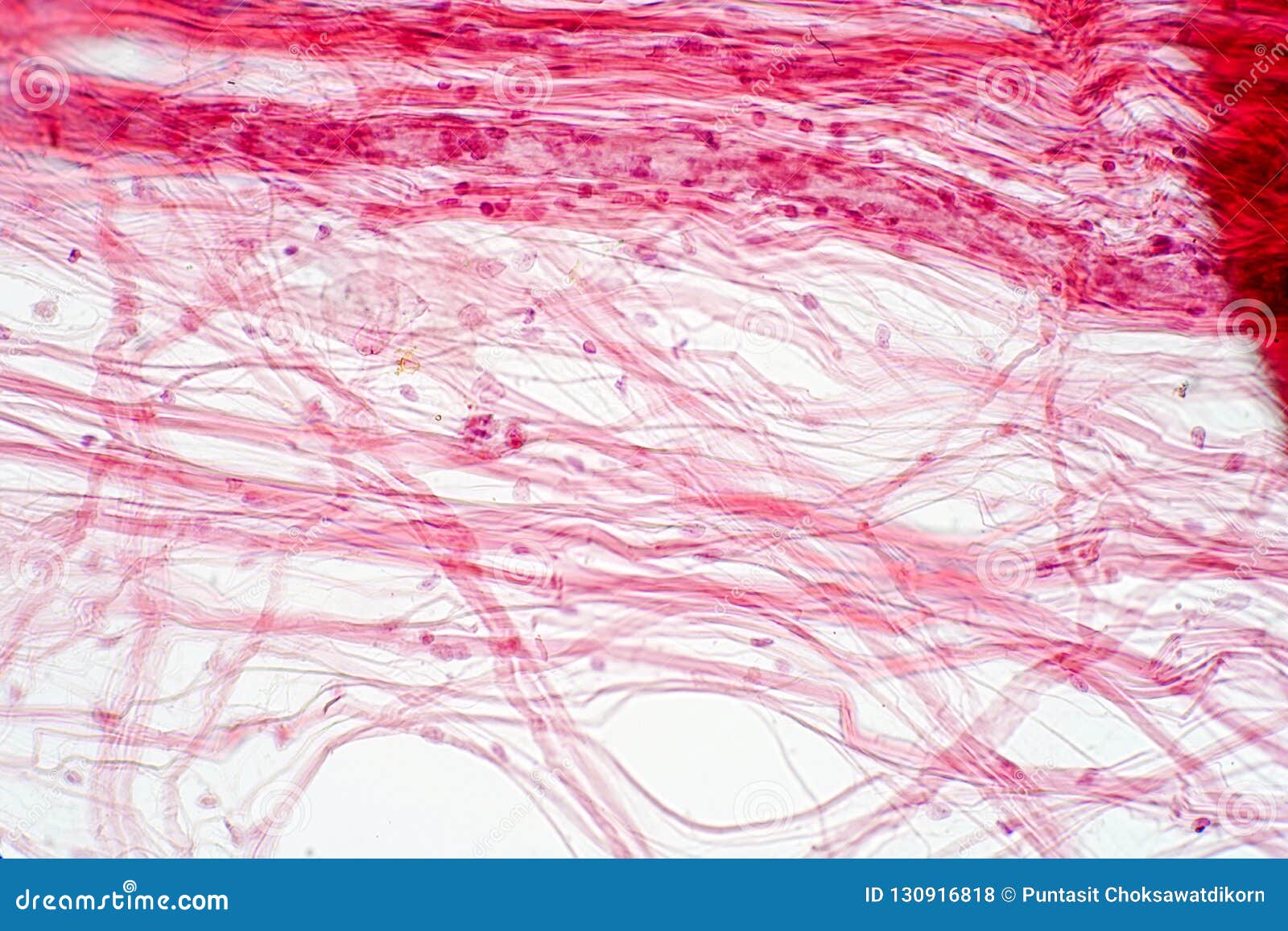Areolar Connective Tissue Under the Microscope View. Stock Photo ...