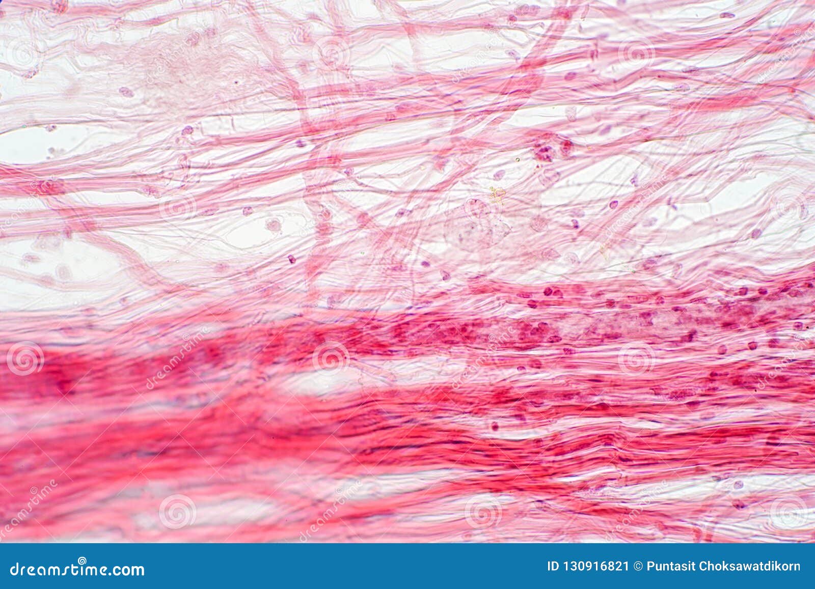 Areolar Connective Tissue Under the Microscope View. Stock Image ...
