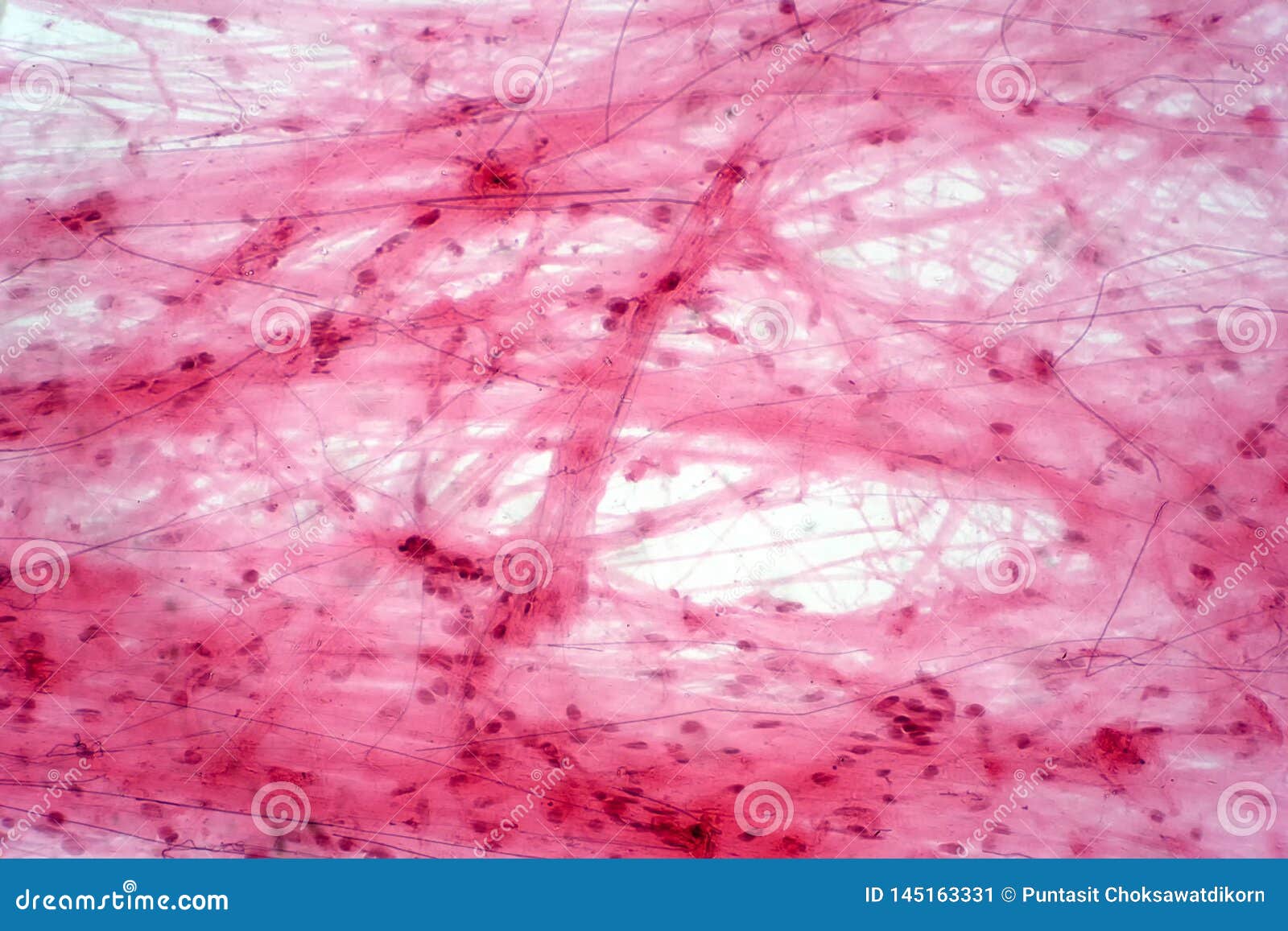 Areolar Connective Tissue Under the Microscope View Stock Image - Image ...