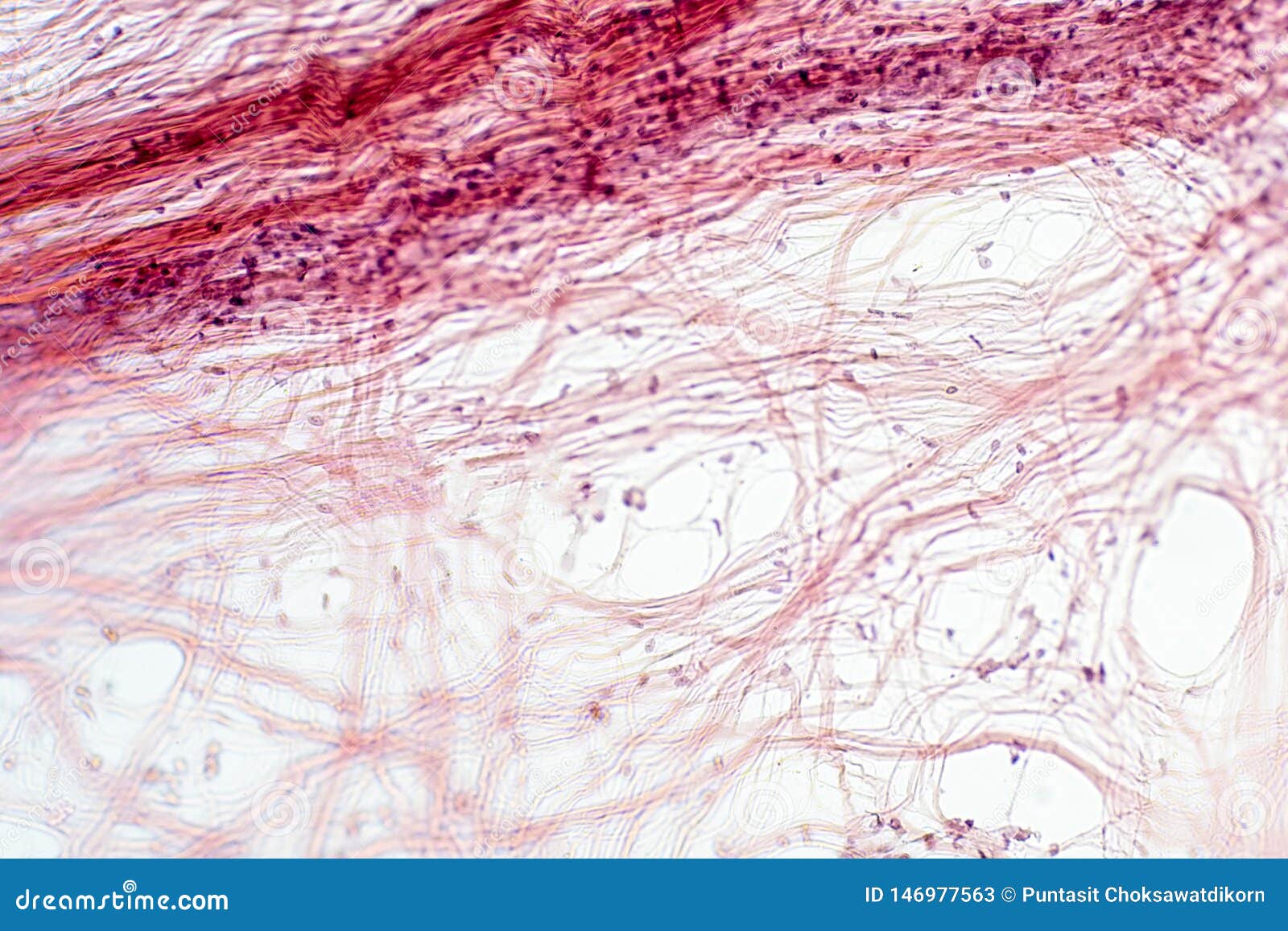 Areolar Connective Tissue Under The Microscope View Royalty-Free Stock ...