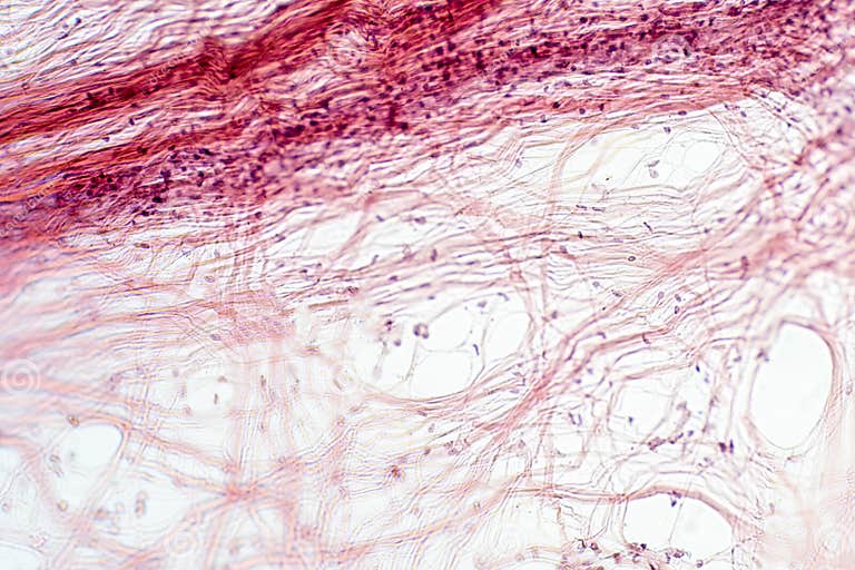 Areolar Connective Tissue Under the Microscope View Stock Illustration ...