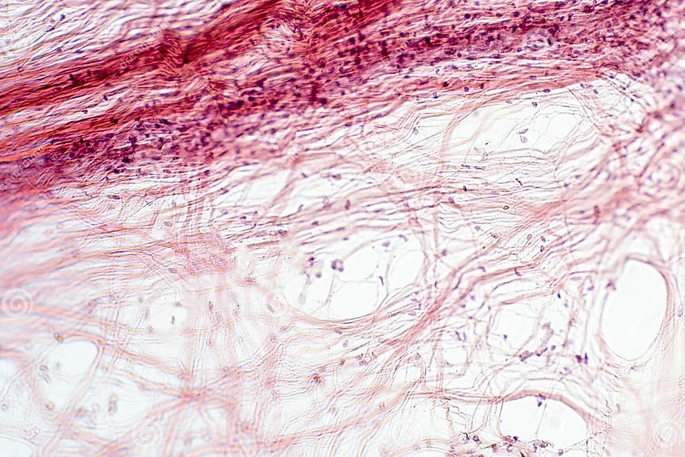 Areolar Connective Tissue Under the Microscope View Stock Illustration ...
